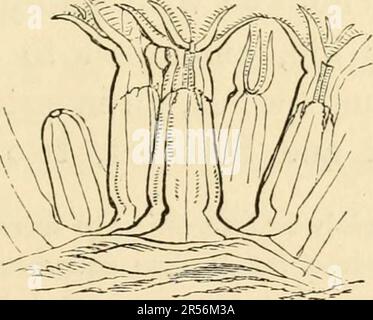 . Phosphorescence; or, The emission of light by minerals, plants, and ...