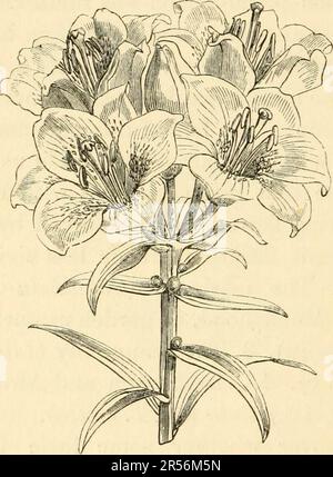 . Phosphorescence; or, The emission of light by minerals, plants, and ...