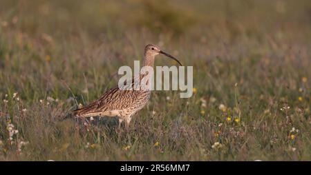 A Curlew on a field Stock Photo - Alamy