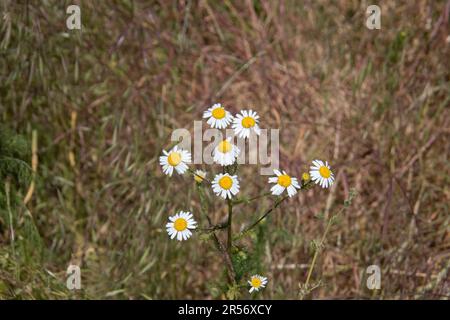 wild camomile on long stems in the meadow Stock Photo - Alamy