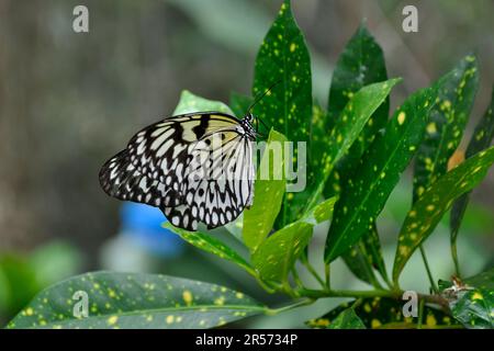 Philippines. Visayas Island. butterfly Stock Photo - Alamy