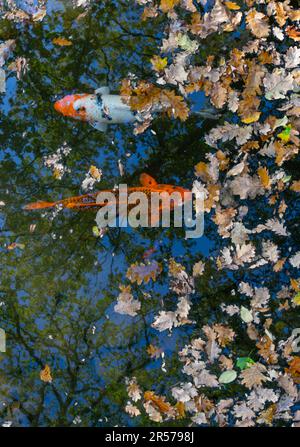 koi fish and water waves Stock Photo - Alamy