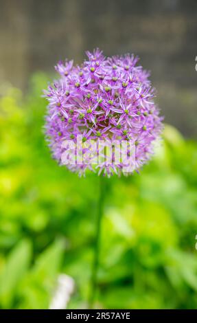 Allium plants, also known as ornamental onions in full flower Stock ...
