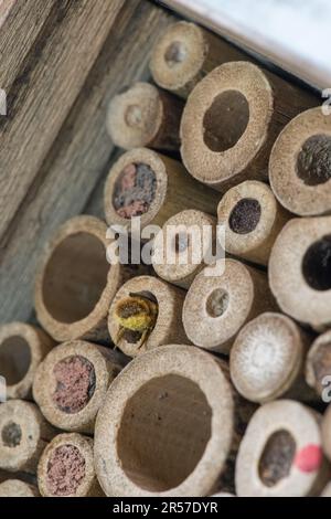 mason bee or masonry bee sealing the entrance to her egg cells with mud ...