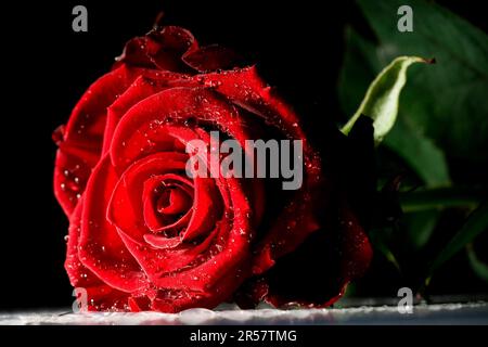 Red rose with strong contrast against black background Stock Photo - Alamy