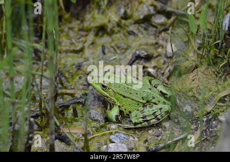 Edible Frog sitting on the bank of a pond and sunbathing Stock Photo ...