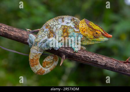 Variegated chameleon (Calumma crypticum) near Ambositra, male, central ...