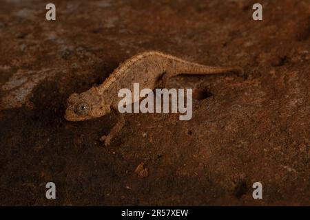 Ankarana ground chameleon (Brookesia confidens), very rare, on tree ...