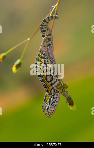 Jewel chameleon (Furcifer lateralis) on plant stem, female, pregnant ...