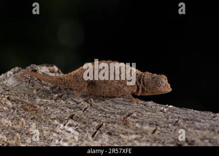 Ankarana ground chameleon (Brookesia confidens), very rare, on tree ...