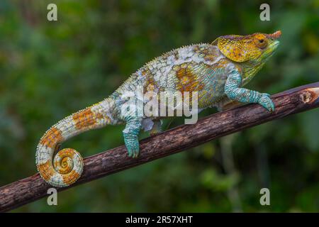 Variegated chameleon (Calumma crypticum) near Ambositra, male, central ...