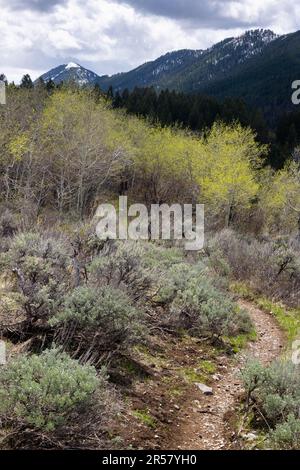 The Woods Canyon Trail winding through a forest and a talus wall. Gros ...