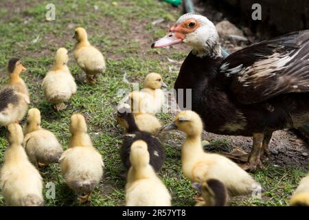 Albania, Balkan Peninsula, Erseke, Chick Stock Photo - Alamy