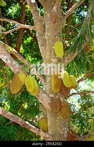 Jackfruit tree (Artocarpus heterophyllus), Nosy Komba, Madagascar Stock ...