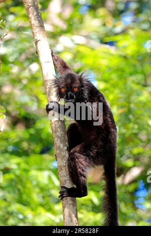 Black lemur, Eulemur macaco, face detail portrait with yellow eye. Park ...