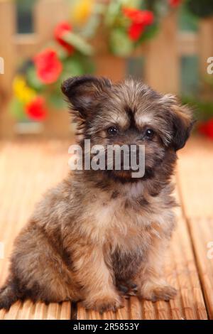Mongrel dog, puppy, 11 weeks (Pomeranian x Chihuahua), Pomchi, Chiranian Stock Photo - Alamy