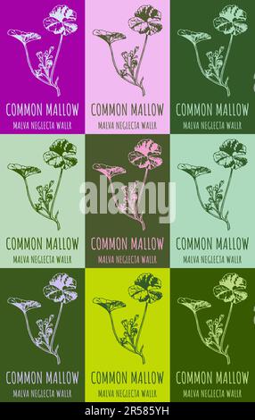 Drawings of COMMON MALLOW . Hand drawn illustration. Latin name MALVA ...