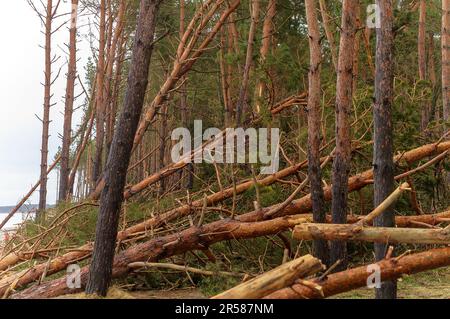 The storm at sea. Trees felled by the hurricane. Destruction of a pine ...