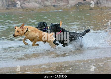 Dogs, Labrador Retrievers, playing in the water Stock Photo - Alamy