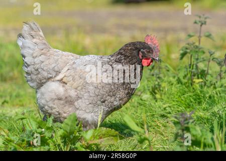Free Range Maran Hen, Happy Hen Stock Photo - Alamy