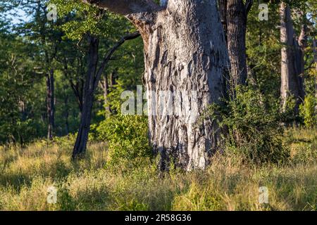 The trunk of a baobab tree clearly shows the scratch marks of elephant ...