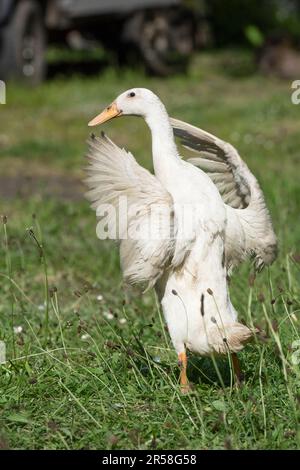 White duck flapping wings Stock Photo - Alamy
