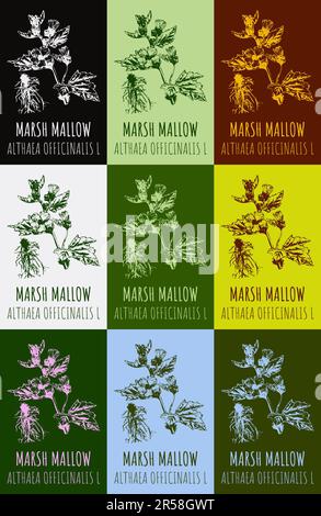 Set of drawings MARSH MALLOW in different colors. Hand drawn ...