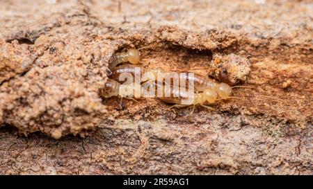 Close up of worker termites walking in nest on forest floor, Termites ...