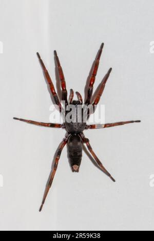 Potentially dangerous Australian White-tailed Spider Stock Photo - Alamy