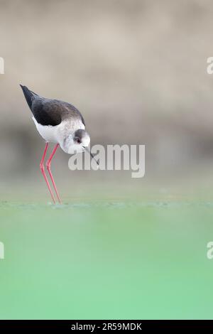 the black winged stilt has a white face black on the back of its long ...