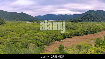 Amami Mangrove Primeval Forest (Amami Islands, southern Japan) is ...