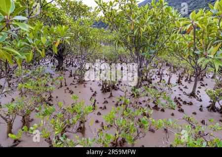 Amami Mangrove Primeval Forest (Amami Islands, southern Japan) is ...