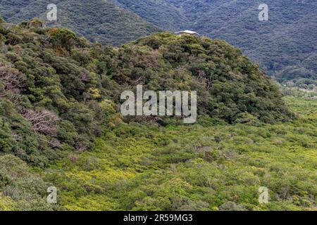 Amami Mangrove Primeval Forest (Amami Islands, southern Japan) is ...