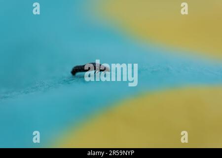 Small black larvae crawling along a blue and yellow carpet Stock Photo ...