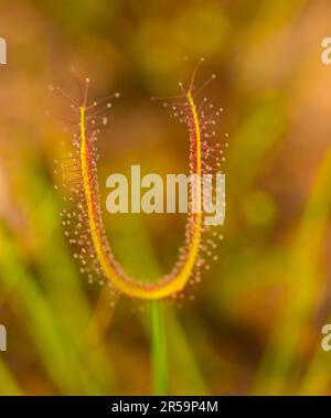 Cape sundew (Drosera capensis) ready to catch insects Stock Photo - Alamy