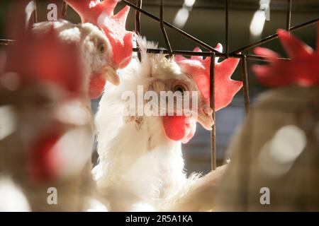 Chickens sit inside cages at a chicken egg farm near San Diego ...