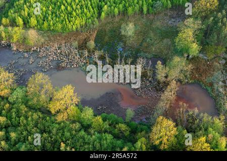 aerial view of wetland area Vallei van de Grote Nete, Belgium ...