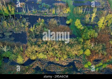 wetland area Vallei van de Grote Nete in morning mist, aerial view ...