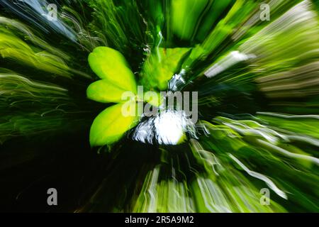 double exposure, abstract dreamy and blurred image of spring pink ...