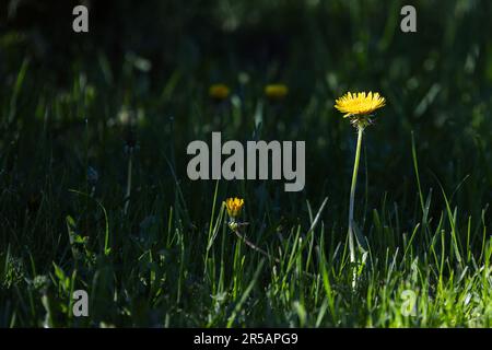 selective focus of dandelion or common dandelion flower (Taraxacum ...