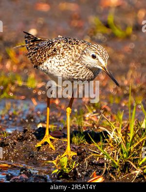 Common Sandpiper close-up front view with feathers fluffed up mode in ...
