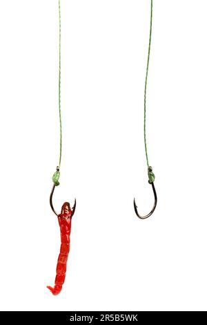 Larvas bloodworm on four hooks, bait for fishing, isolated on white ...