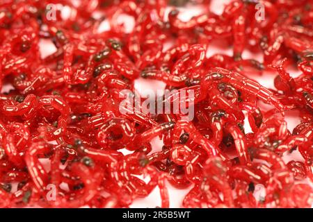 A handful of bloodworm bait for fishing, isolated on white background ...