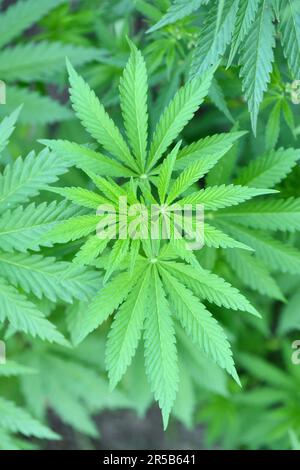 Cannabis leaves, stems, marijuana isolated over white background. Plant ...