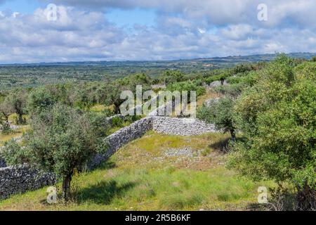 Olive trees among fields in the area of Fatima, Portugal Stock Photo ...