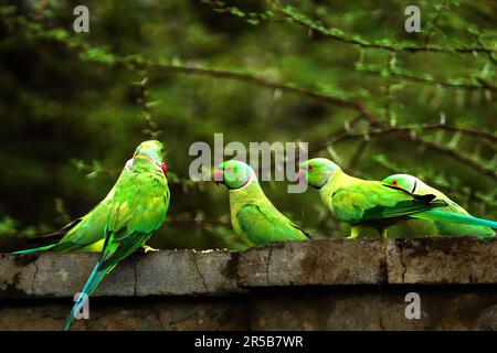 A flock of Parakeets feed on grains on the outskirts of Ajmer, India on ...