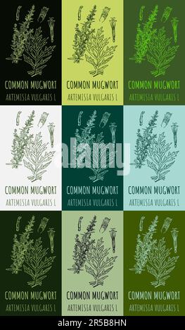 Set of drawing of COMMON MUGWORT in various colors. Hand drawn ...