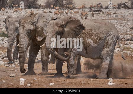 African elephants (Loxodonta africana) at a crowded waterhole in Etosha ...