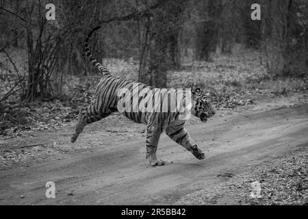 Bengal tiger (Panthera tigris tigris) races across dirt track in the ...