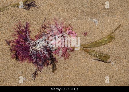 Gelidium sesquipedale seaweed, detail of red algae washed up on the ...